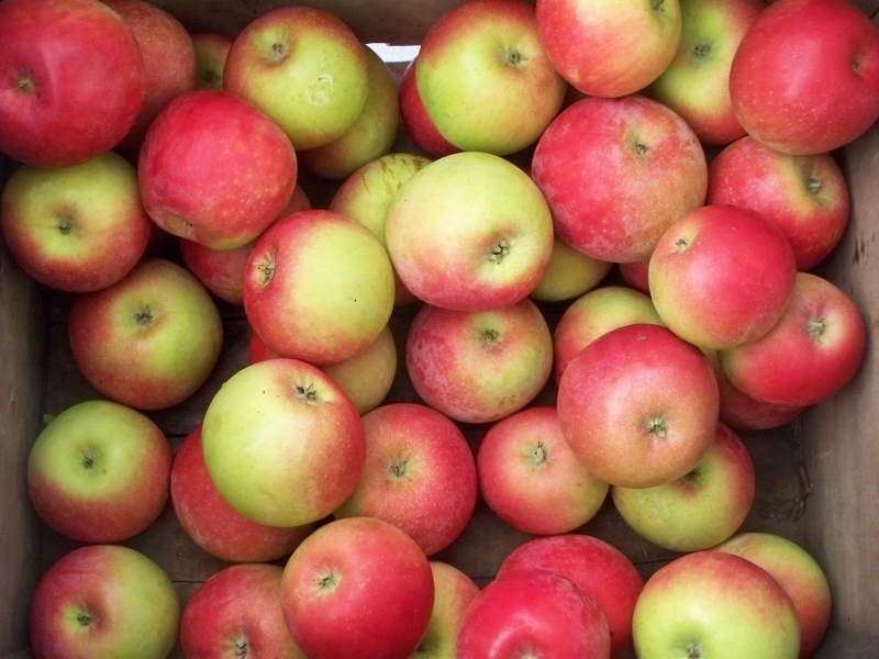 Fresh Homegrown Fruits and Vegetables | Green Acre Farm and Nursery